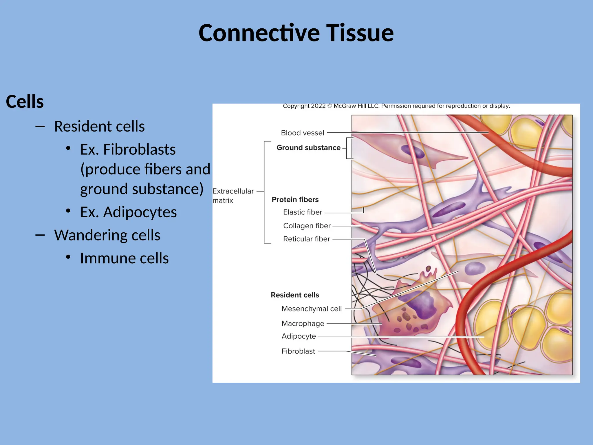 Bio 141 Anatomy and physiology slides CH5 | PPT | Free Download