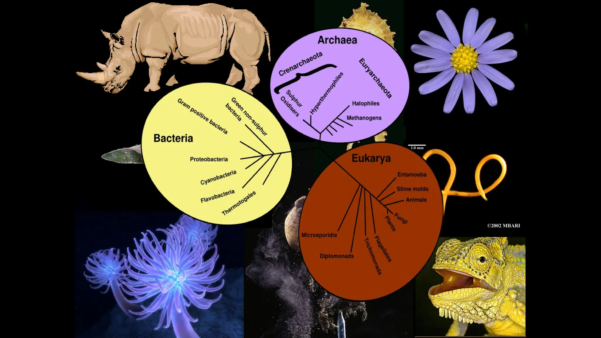Bio 144 Plant diversity - Lecture 1.pptx