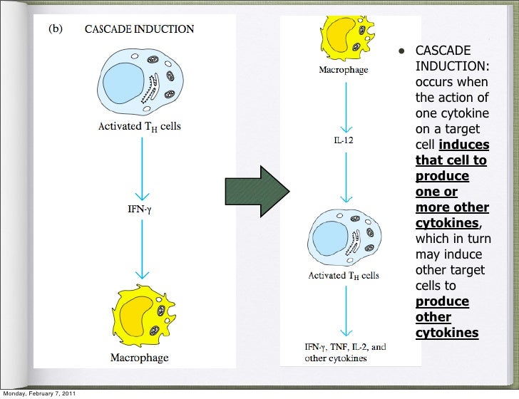 Bio 151 lec 10 cytokines