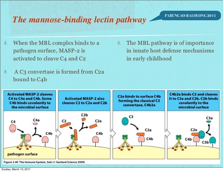 Bio 151 lec 11 complement