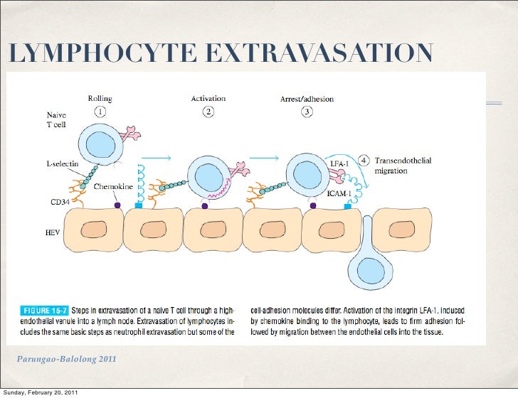 Bio 151 lec 12 13 cmer & lmi