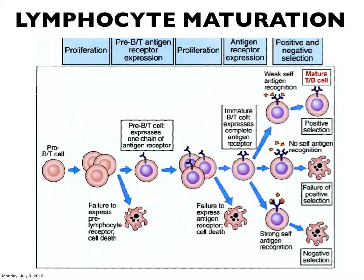 Bio 151 lec 3 2012 2013 (part 2)