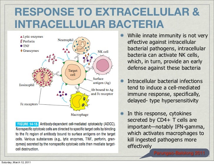 Bio 151 lecture 15 continued