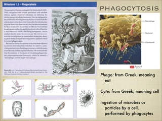 Bio 151 lecture 2 innate immunity | PPT