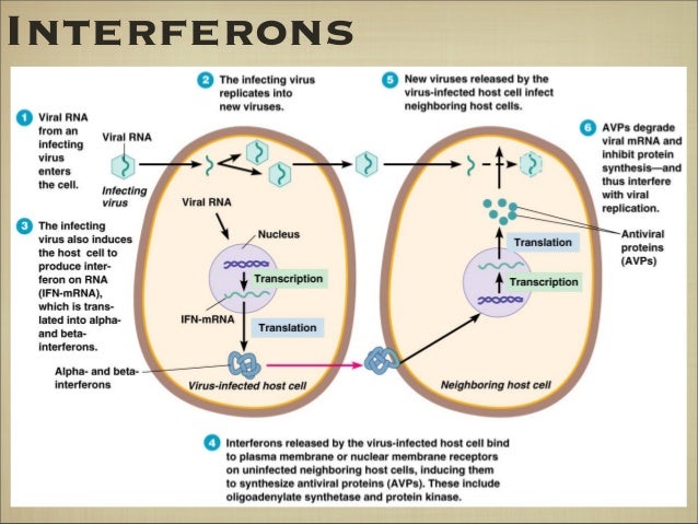 Bio 151 lecture 2 innate immunity