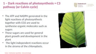 Bio154 Lecture 5 - 6 The Dark reactions of Photosynthesis.pptx
