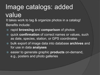 Image cataloging as a tool for marine biodiversity discovery | PPTX ...