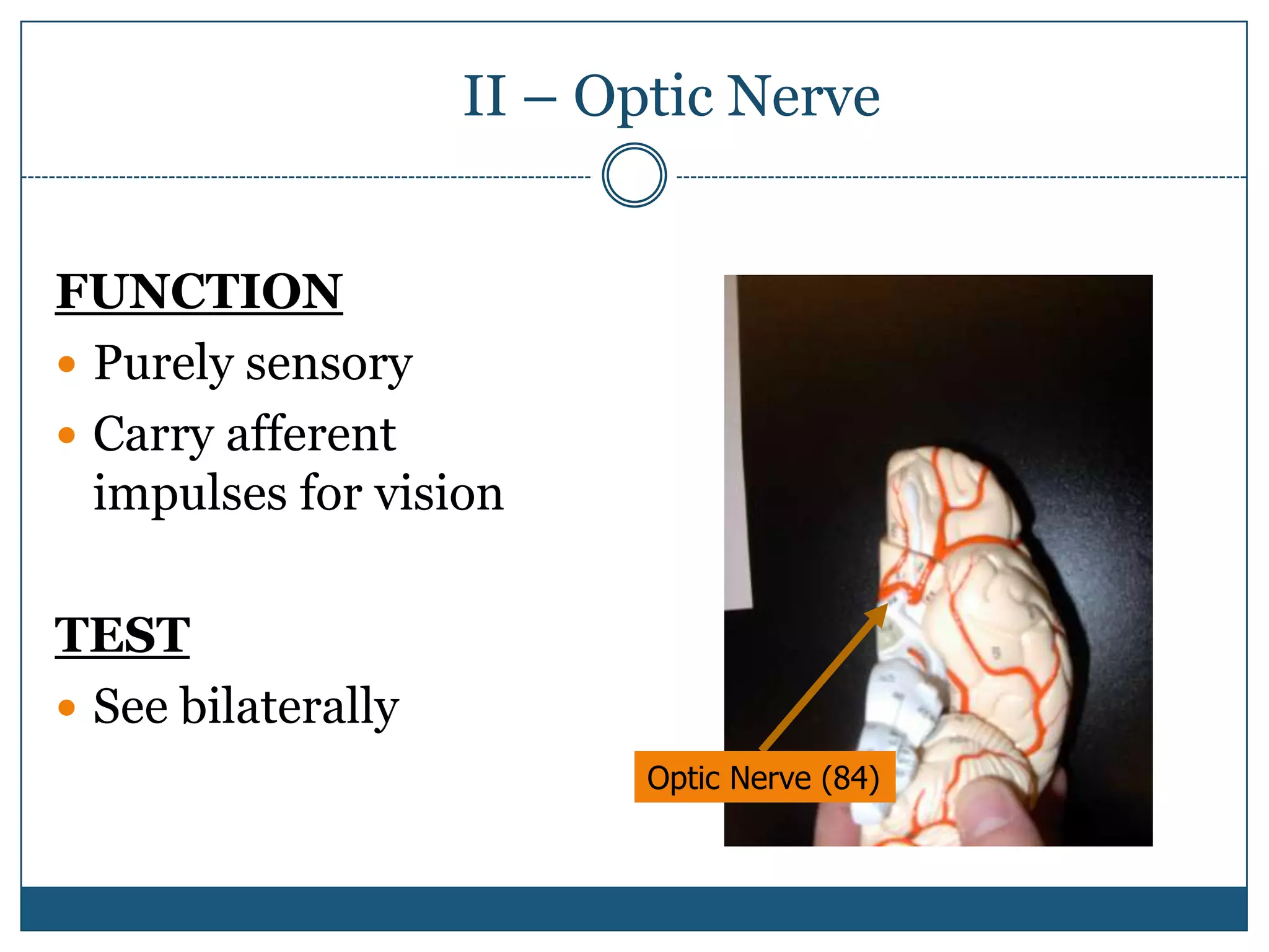 Bio 161 _lab__9_cranial_nerves | PPTX