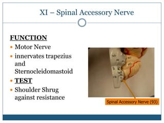 Bio 161 _lab__9_cranial_nerves | PPTX