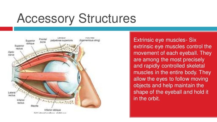 [DIAGRAM] Eye Accessory Structures Diagram - MYDIAGRAM.ONLINE