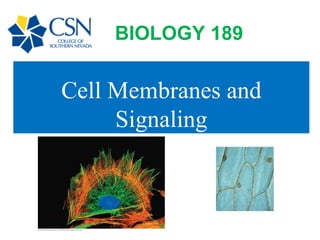Bio 189 cell_membranes_and_signaling_spr | PPT