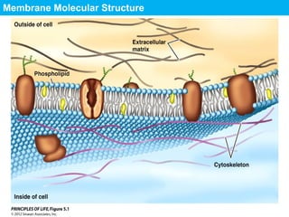 Bio 189 cell_membranes_and_signaling_spr | PPT