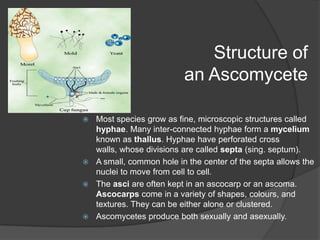 Ascomycota | PPTX | Biological Sciences | Science