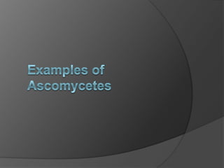Ascomycota | PPTX