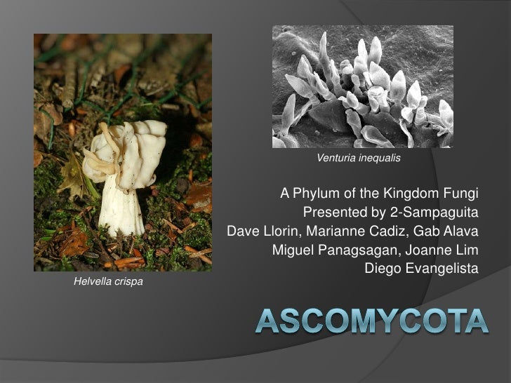 Ascomycota Phylum