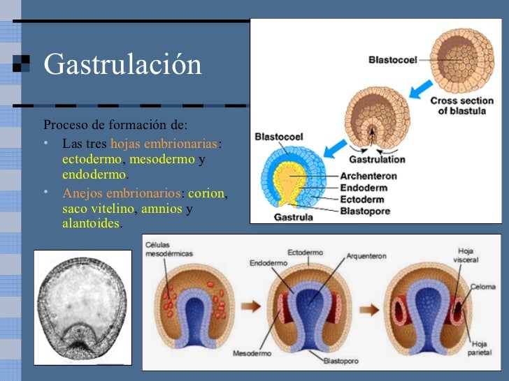 desarrollo_embrionario