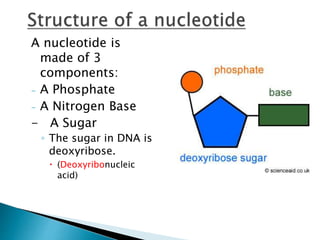 BIO 1_NUCLEIC ACIDS(DNA).ppt