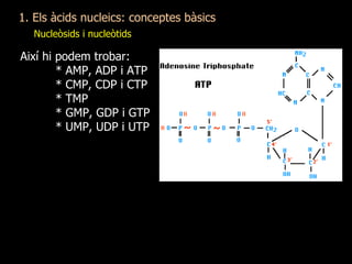 Bio1r_Unitat3_RNA_ ADN | PPT