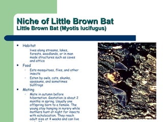 Miranda Campbell pd.4 Little Brown Bat | PPT