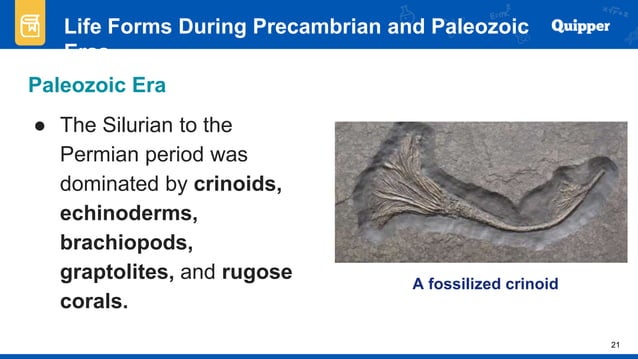 Life during the Precambrian and Paleozoic Period | PPTX | Geology | Science