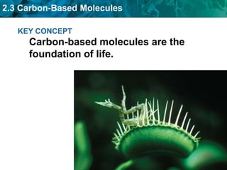 bio 2.3 carbon chemistry.ppt