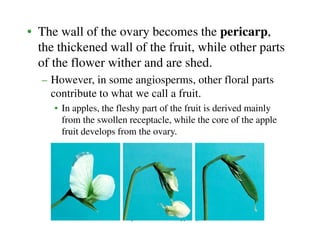 Botany notes double fertilization........ | PDF