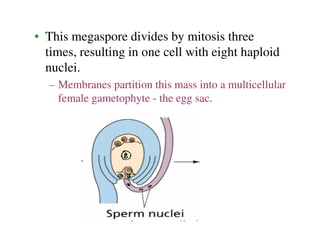 Botany notes double fertilization........ | PDF