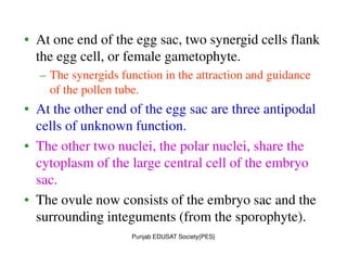 Botany notes double fertilization........ | PDF