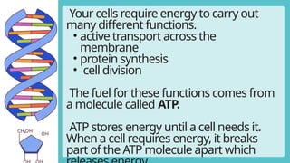BIO 2.1 ATP AND ADP CYCLE_ENERGY LEC.pptx