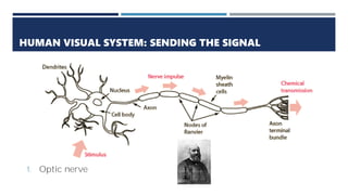 Brain Computer Interface and Artificial Brain: Interfacing ...