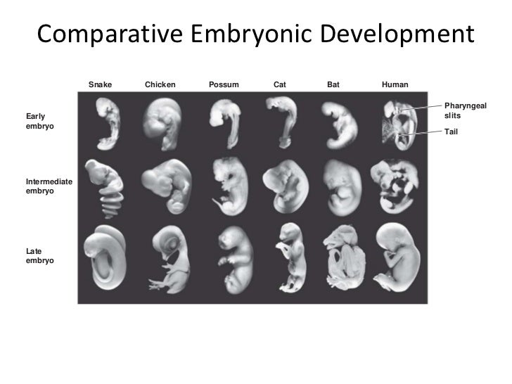 Bio%201130 c%203 19%20lecture