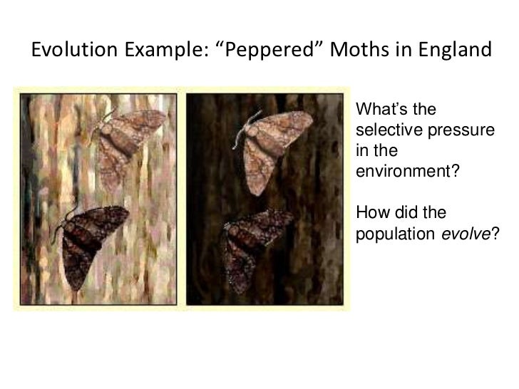 Bio%201130 c%203 19%20lecture