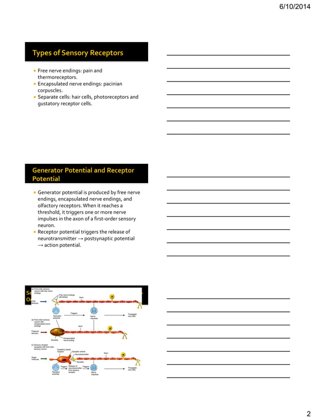 Bio 201 chapter 16 lecture | PDF