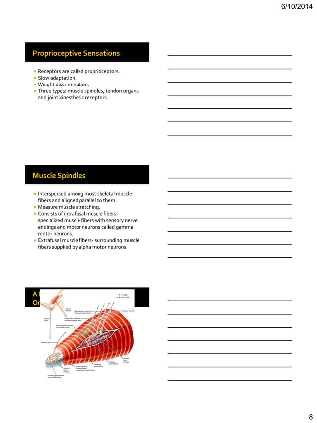 Bio 201 chapter 16 lecture | PDF