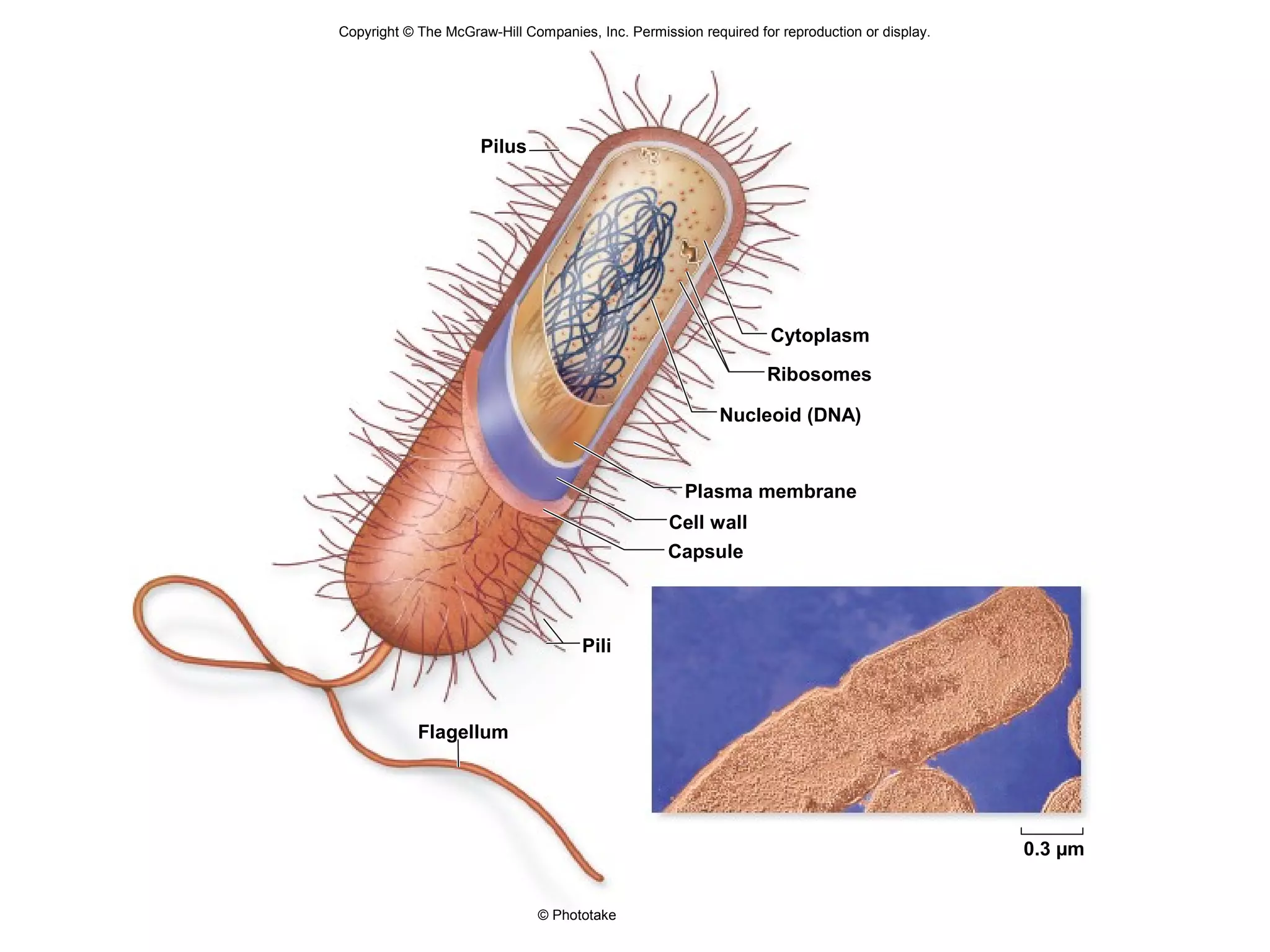 Bio 201 chapter 4 powerpoint | PPT