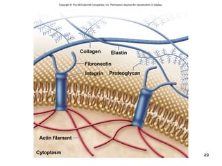 Bio 201 chapter 4 powerpoint | PPT