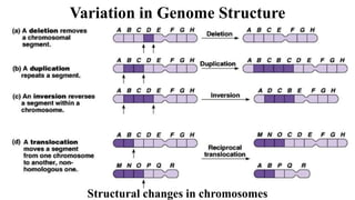 BIO 201 Genetics - Lectures 1-3.pptx
