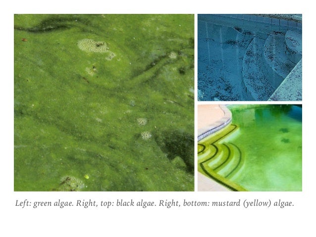 Algaebase