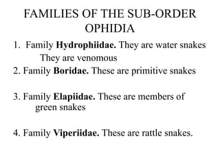 phylogeny of class Reptilia vertebrates.pptx