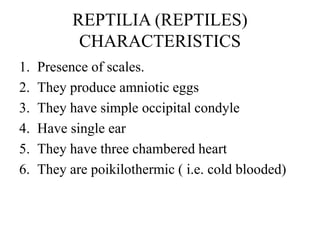 phylogeny of class Reptilia vertebrates.pptx