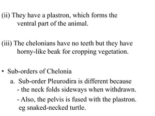 phylogeny of class Reptilia vertebrates.pptx