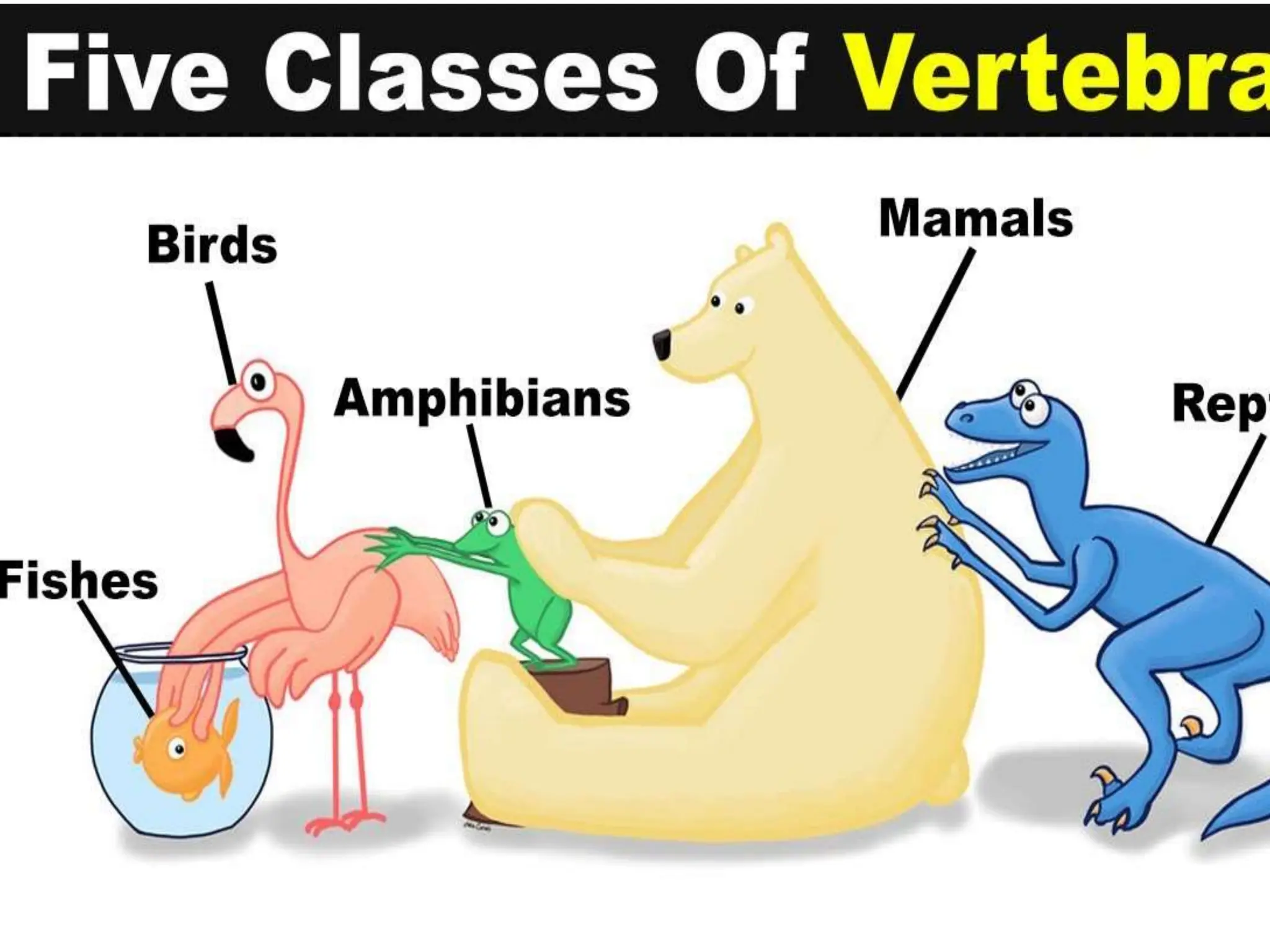 VERTEBRATES COMPLETE LECTURE NOTES.pptxs | PPTX