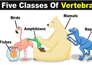 VERTEBRATES COMPLETE LECTUR E NOTES.pptx