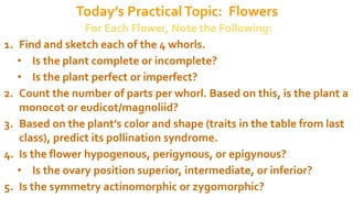 BIO 204, 18 January - flower lab.pptx ppt | PPT