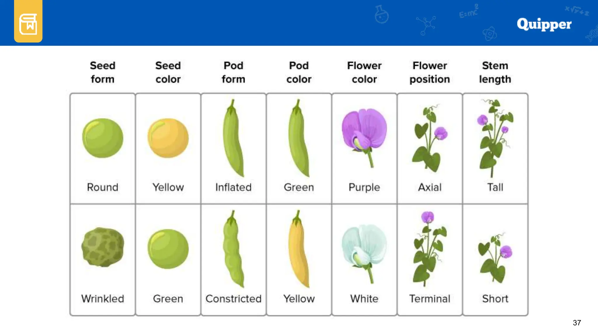 Gen Bio 2 - Mendelian Laws of Inheritance | PPTX