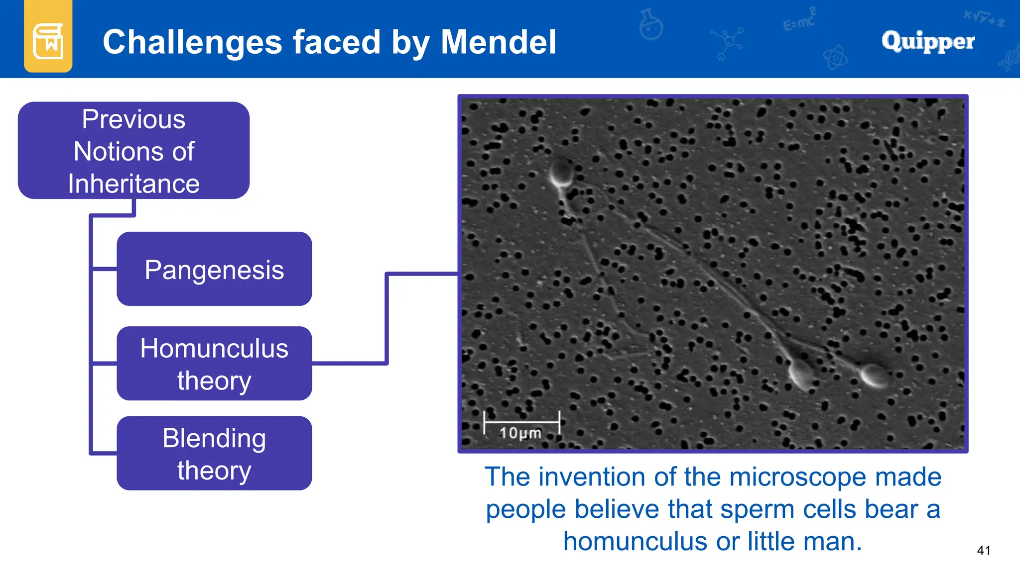 Gen Bio 2 - Mendelian Laws of Inheritance | PPTX