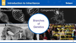 Gen Bio 2 - Mendelian Laws of Inheritance | PPTX