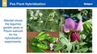 Gen Bio 2 - Mendelian Laws of Inheritance | PPTX
