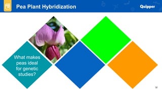 Gen Bio 2 - Mendelian Laws of Inheritance | PPTX