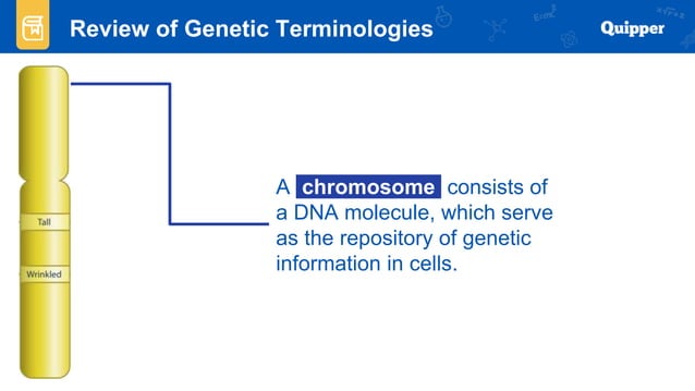 Gen Bio 2 - Mendelian Laws of Inheritance | PPTX